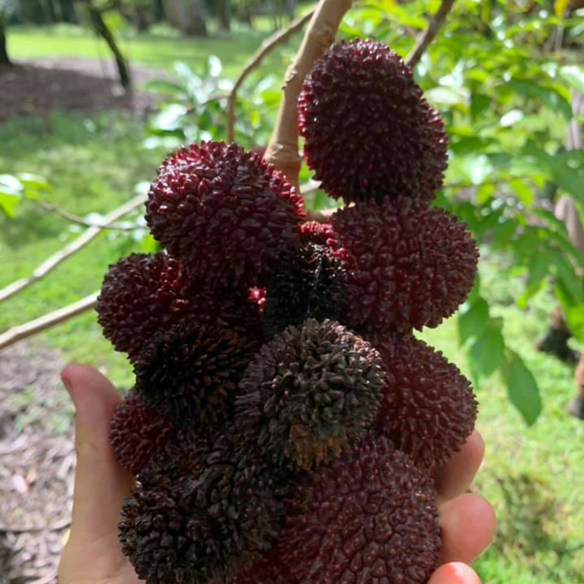 Pulasan Fruit Plants (Nephelium Mutabile) – Foliages.in